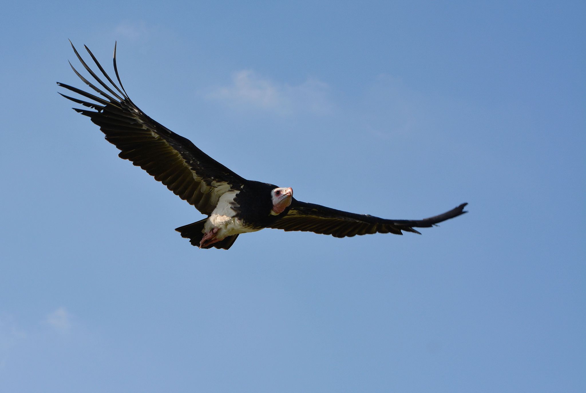 The makings of Masters of the Sky - Hawk Conservancy Trust - Hawk ...