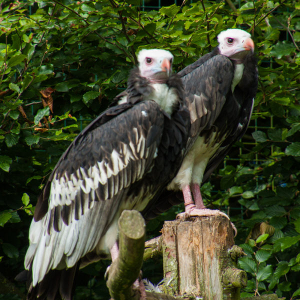 Jennie's work with White-headed Vultures - Hawk Conservancy Trust ...