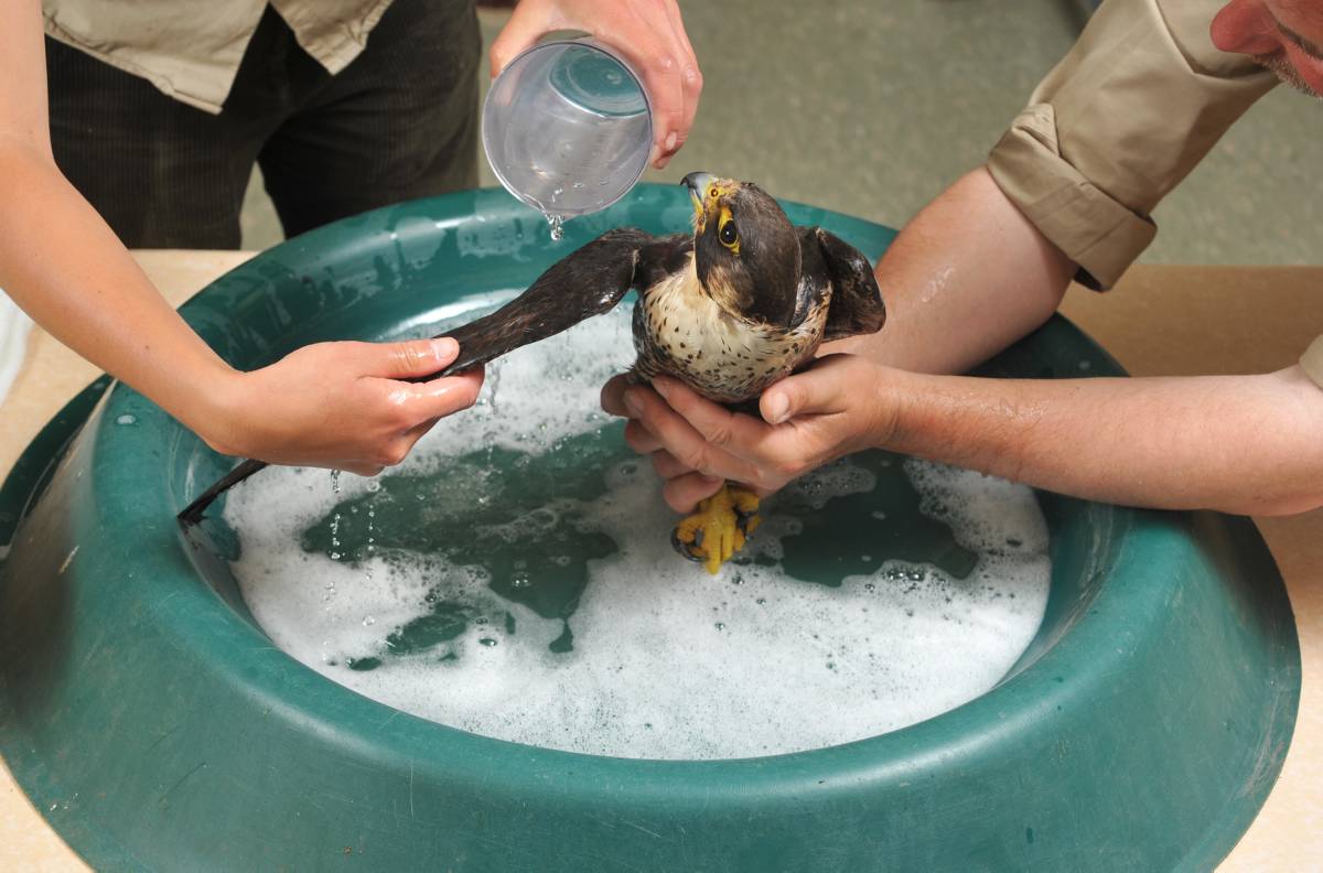 National Bird of Prey Hospital at Hawk Conservancy Trust, Andover ...