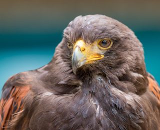 Our wildlife day out in Hampshire is a fantastic day out for all the ...