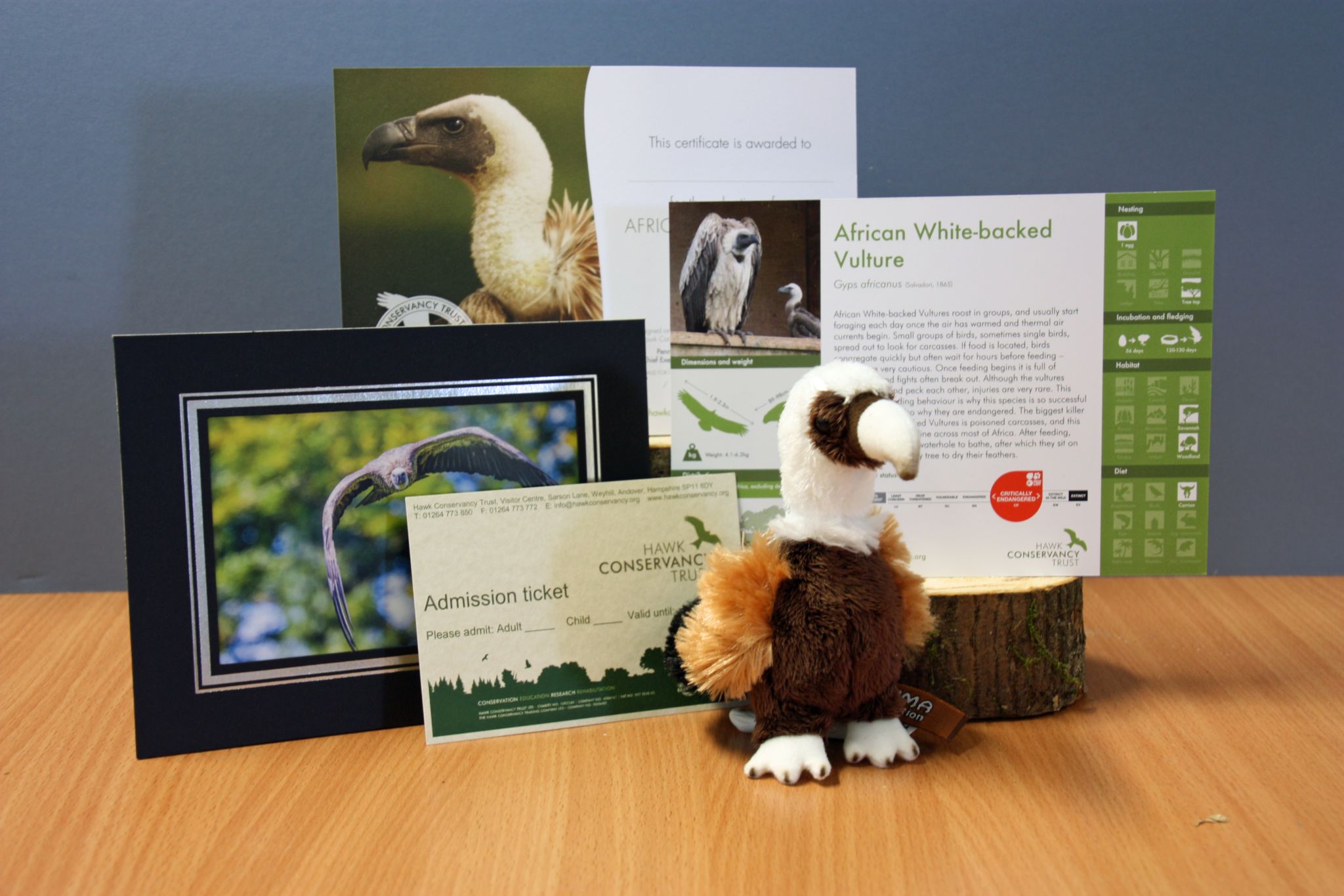 Adopt an owl, adopt a bird of prey, owl adoption gifts - Hawk ...