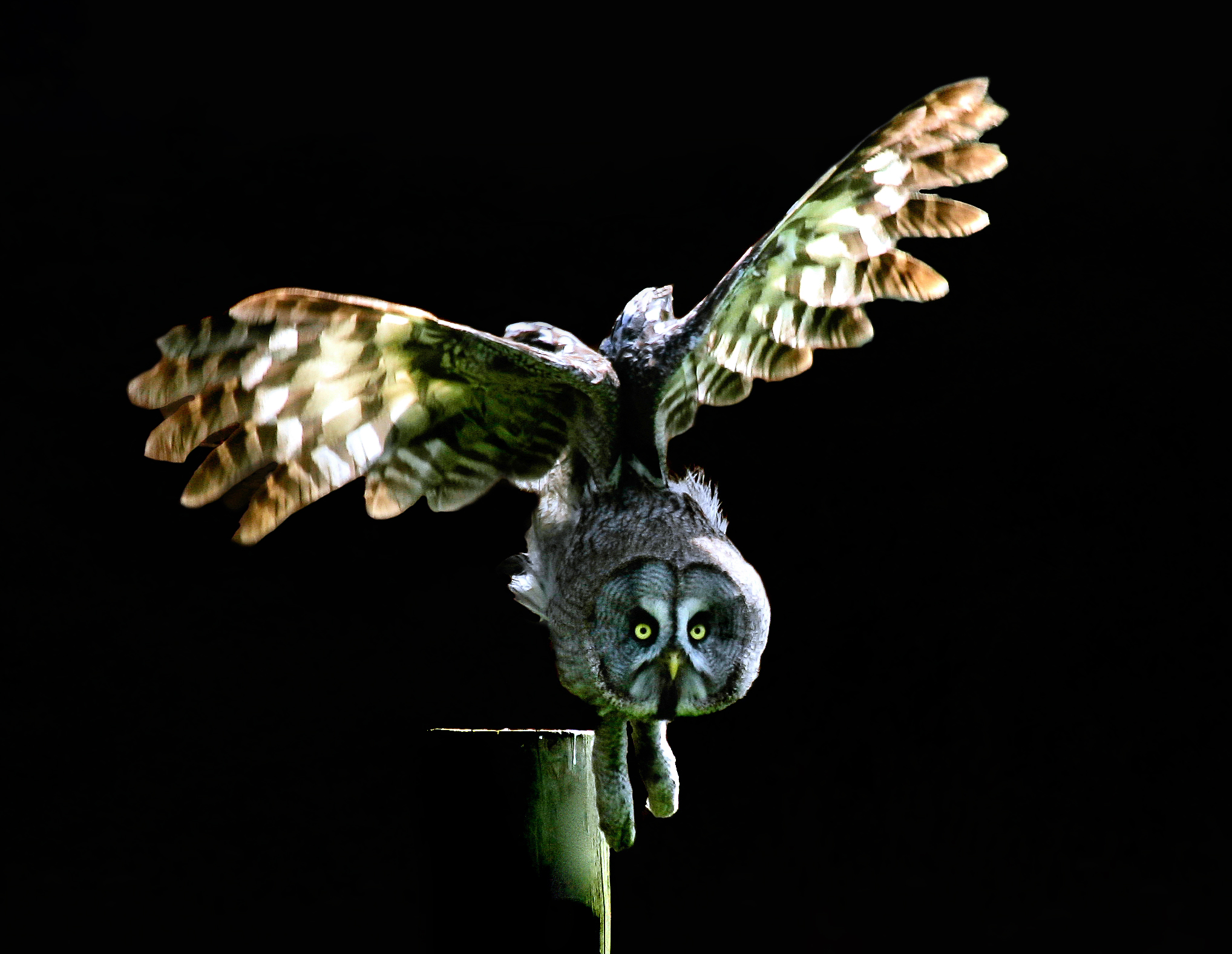 Things to do Hampshire - bird of prey flying displays and experiences ...