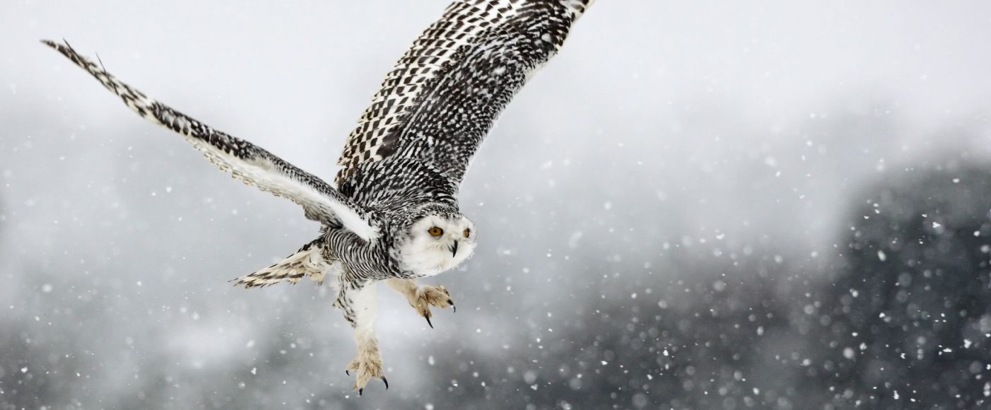 - Hawk Conservancy Trust