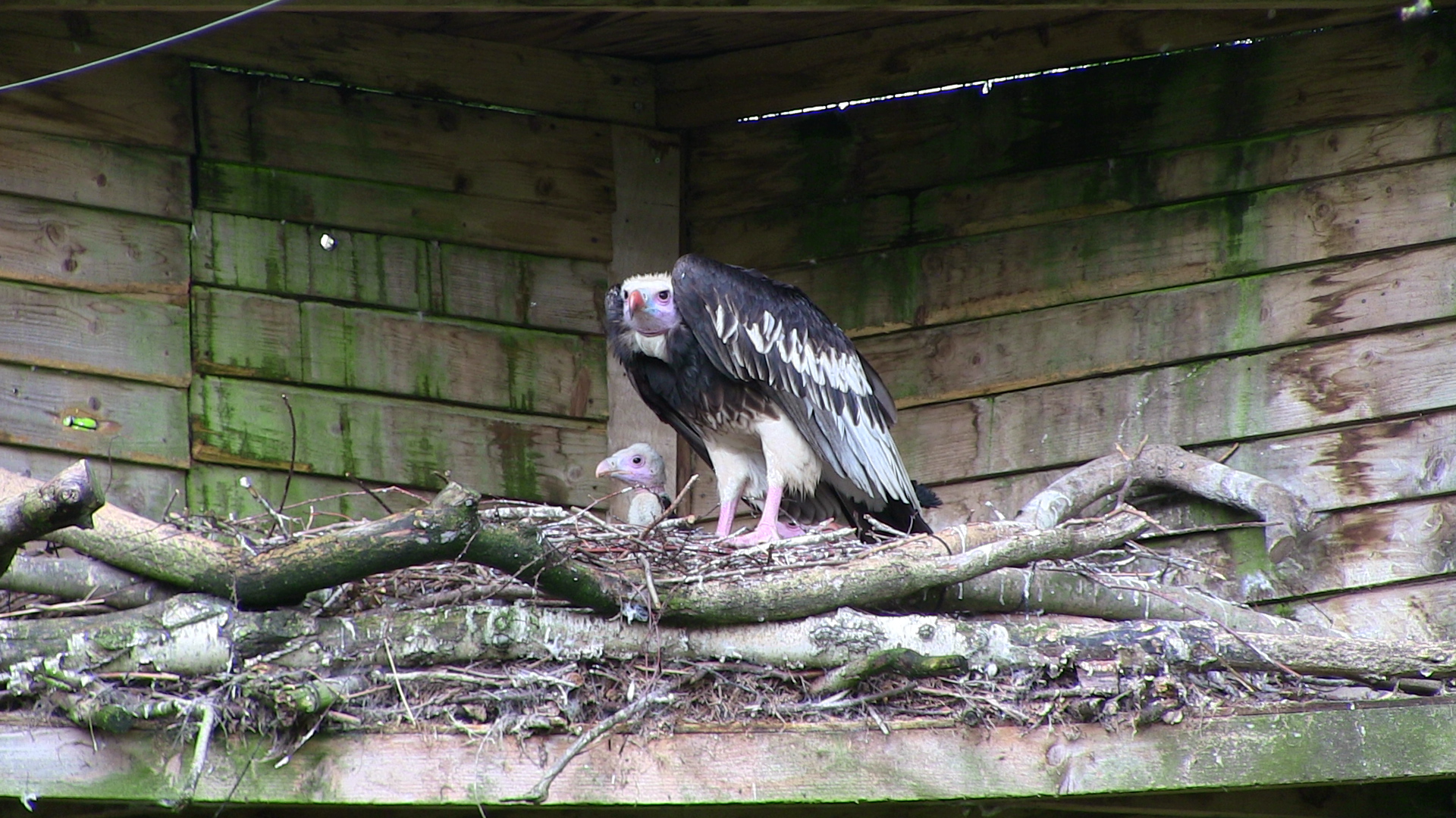 White-headed Vulture hatched at the Trust - Hawk Conservancy Trust ...