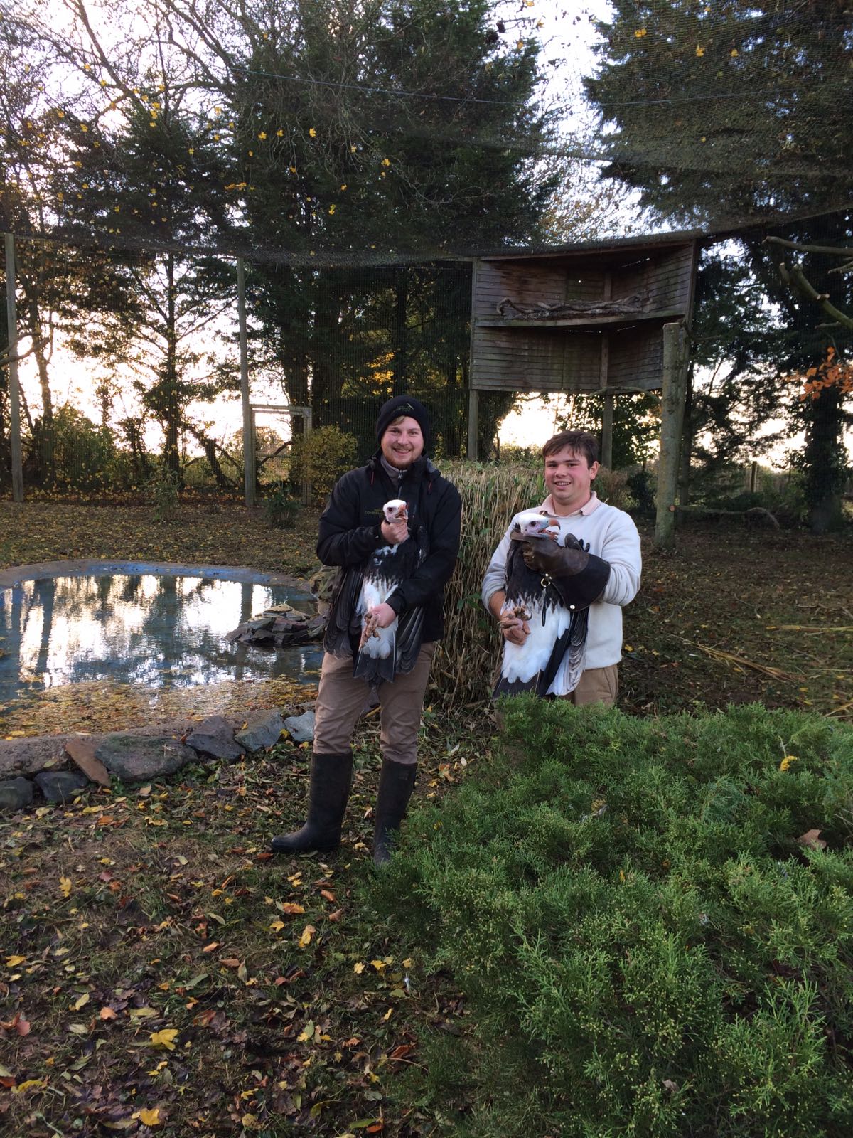 White-headed Vulture Aviary Project - Hawk Conservancy Trust - Hawk ...