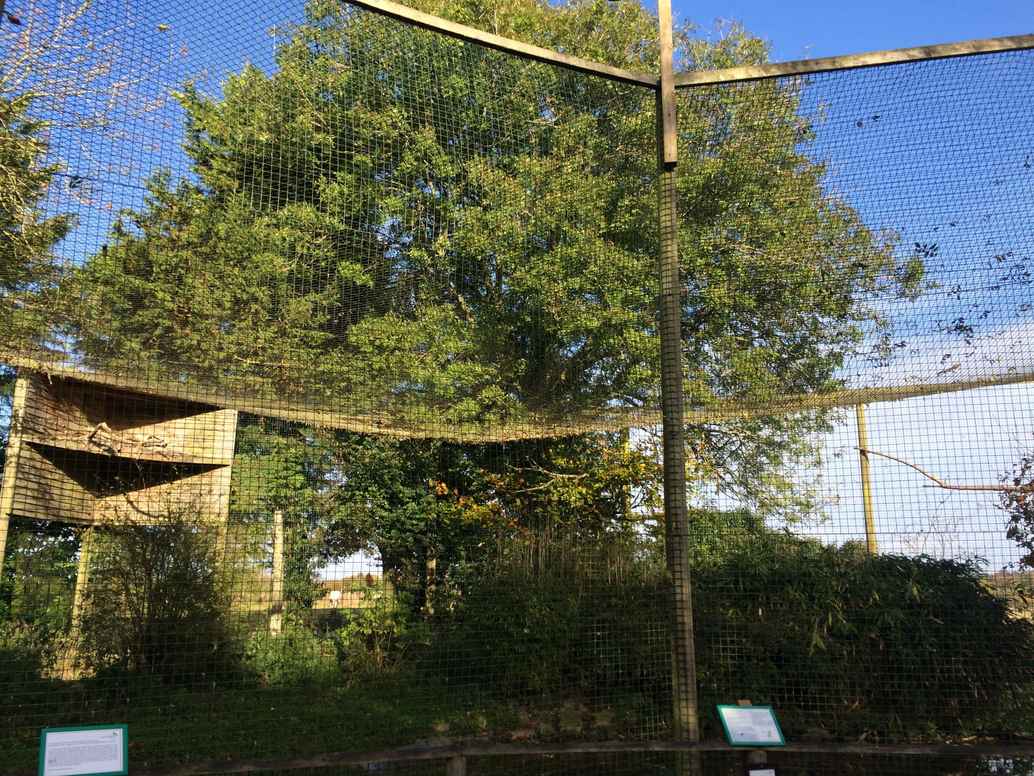 White-headed Vulture Aviary Project - Hawk Conservancy Trust - Hawk ...