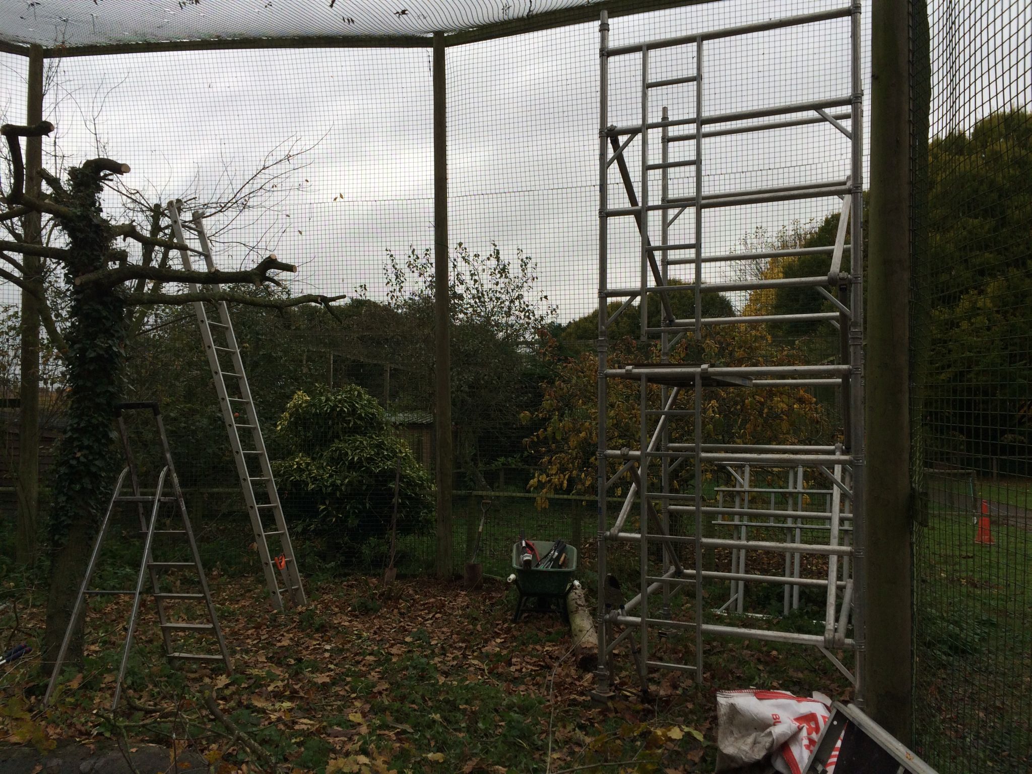White-headed Vulture Aviary Project - Hawk Conservancy Trust - Hawk ...