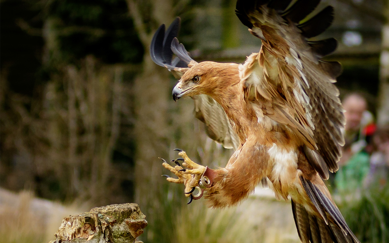 A Tribute to Frodo - Hawk Conservancy Trust - Hawk Conservancy Trust