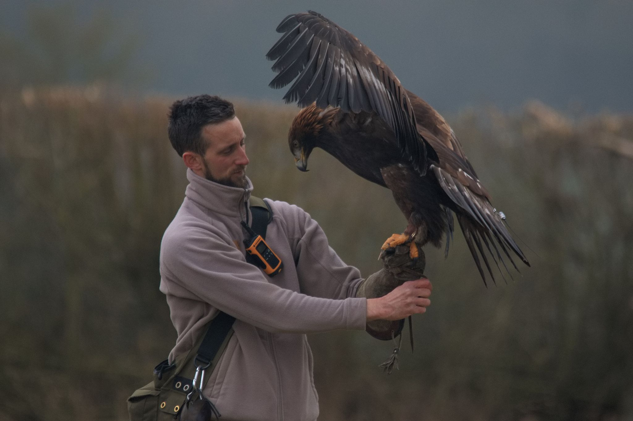 The Joys of Winter - Hawk Conservancy Trust - Hawk Conservancy Trust