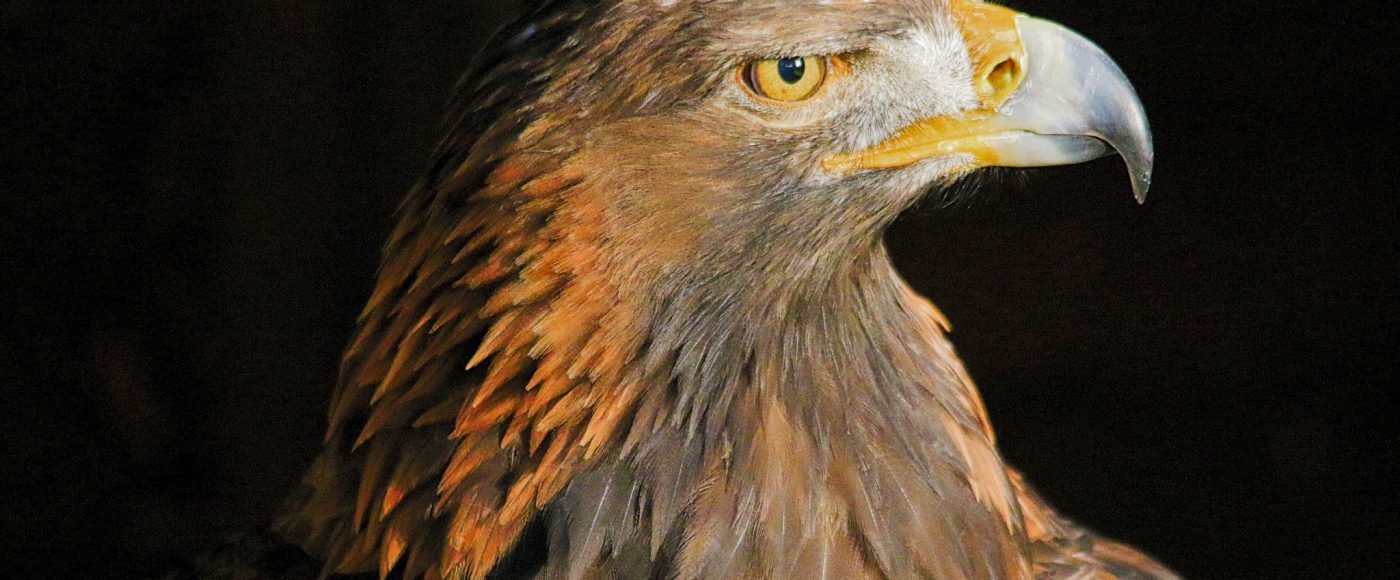 - Hawk Conservancy Trust