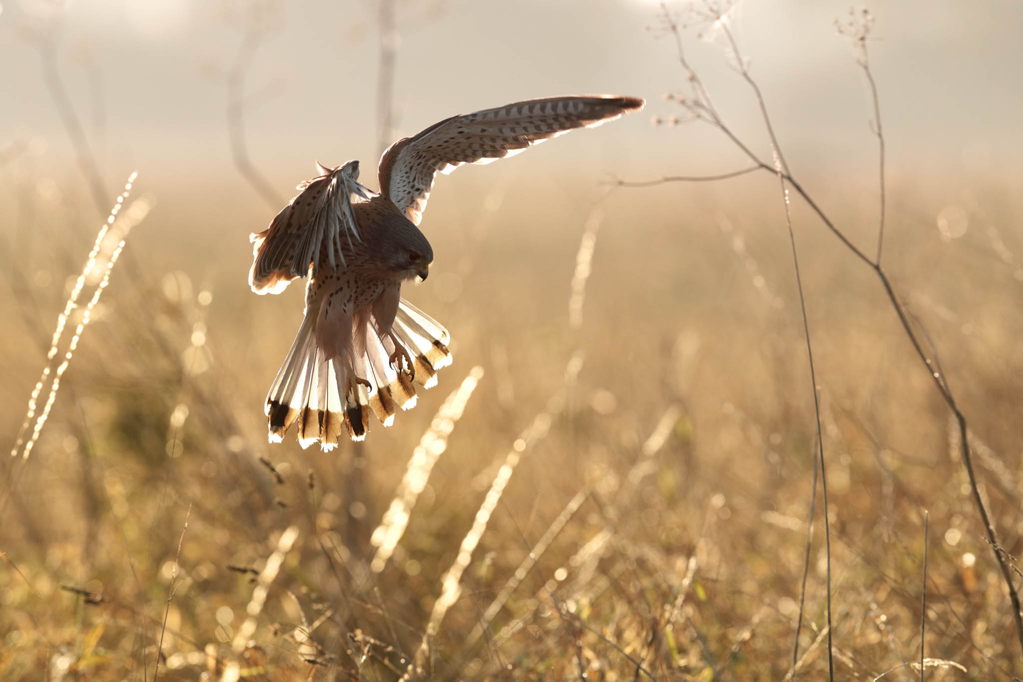 2016 Photographic Competition Results - Hawk Conservancy Trust - Hawk ...