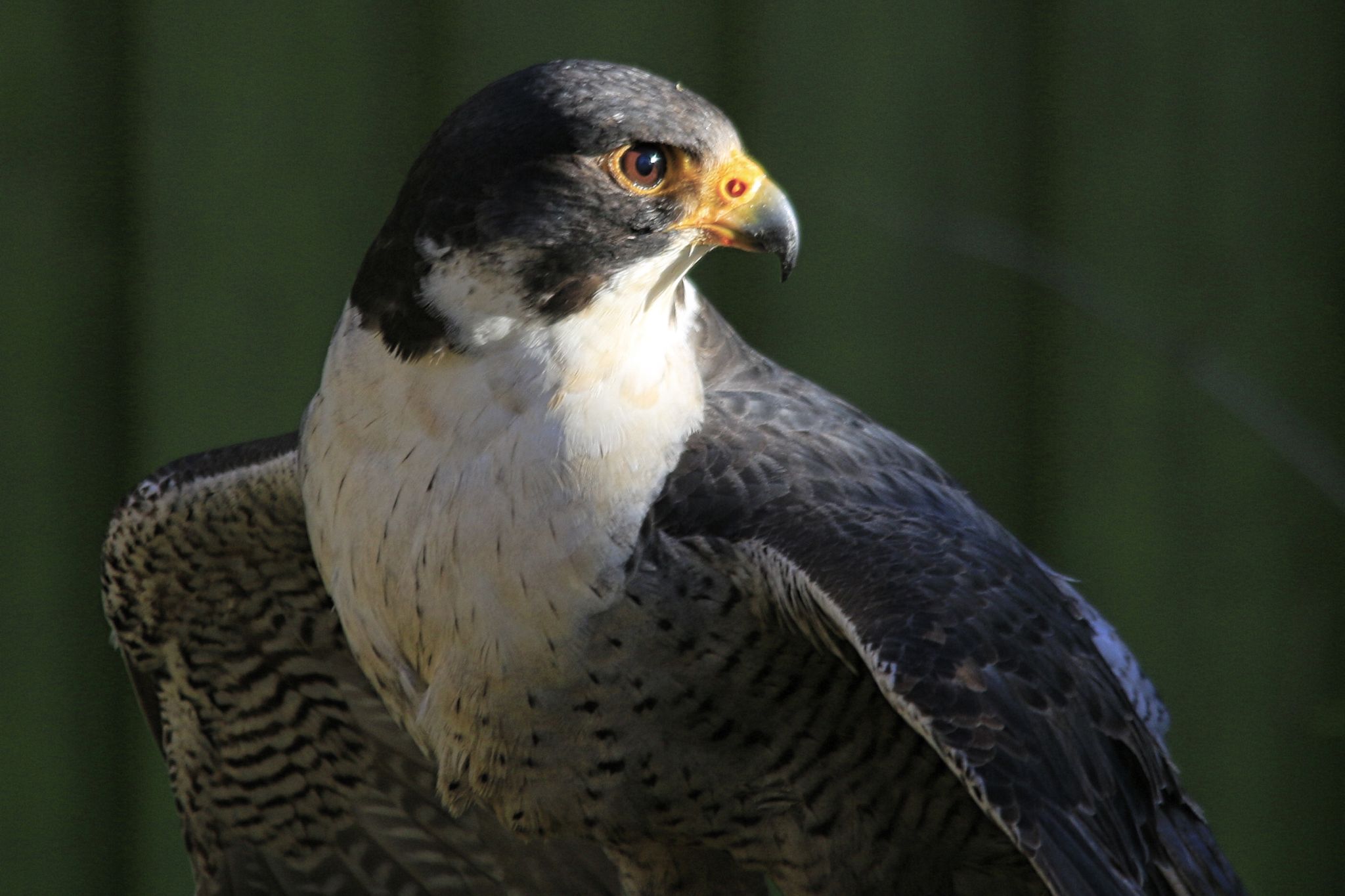 British Falcons with special guest Dr Georgia Jones - Hawk Conservancy ...