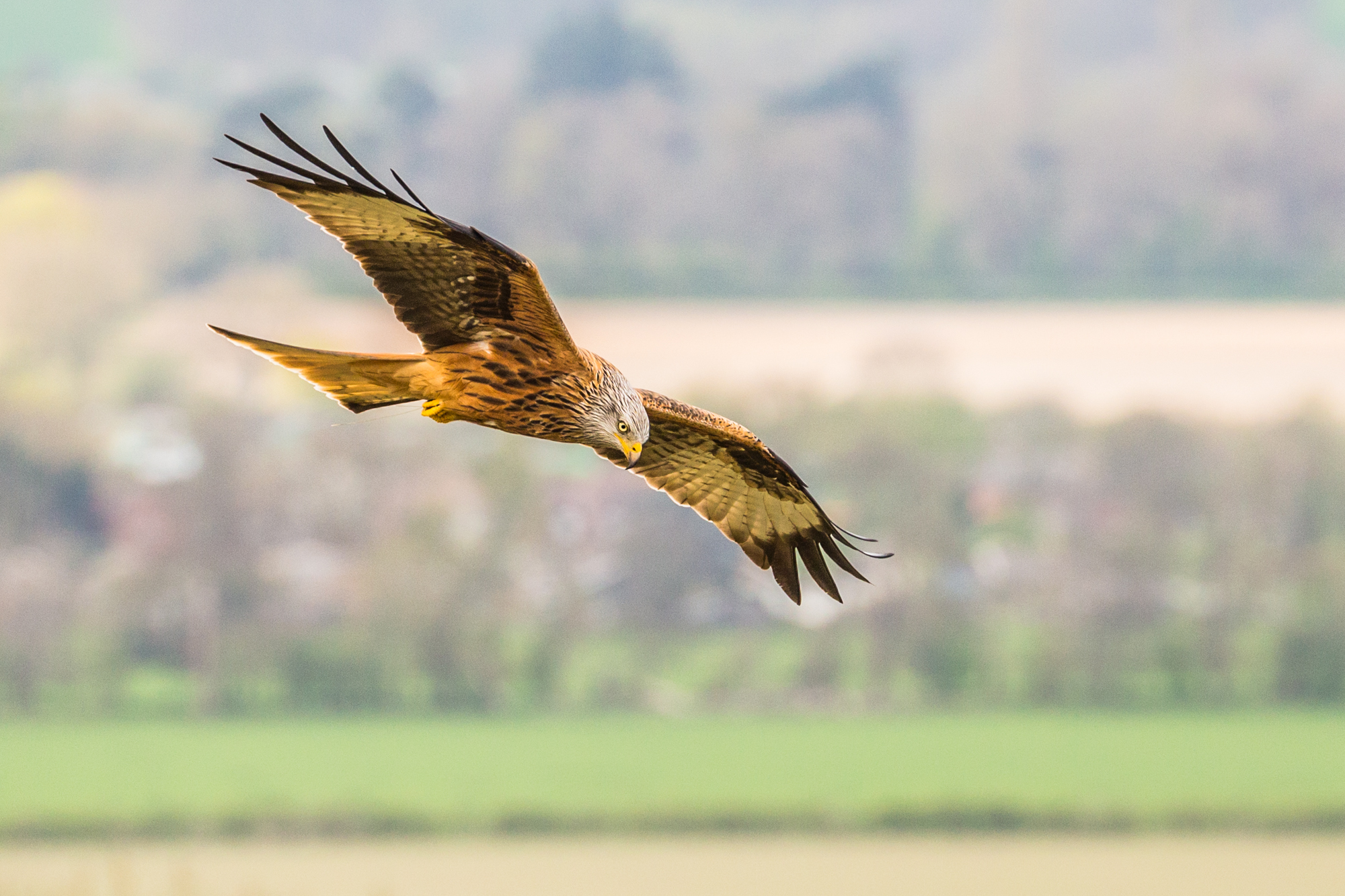 Red Kite populations more than double! - Hawk Conservancy Trust - Hawk ...