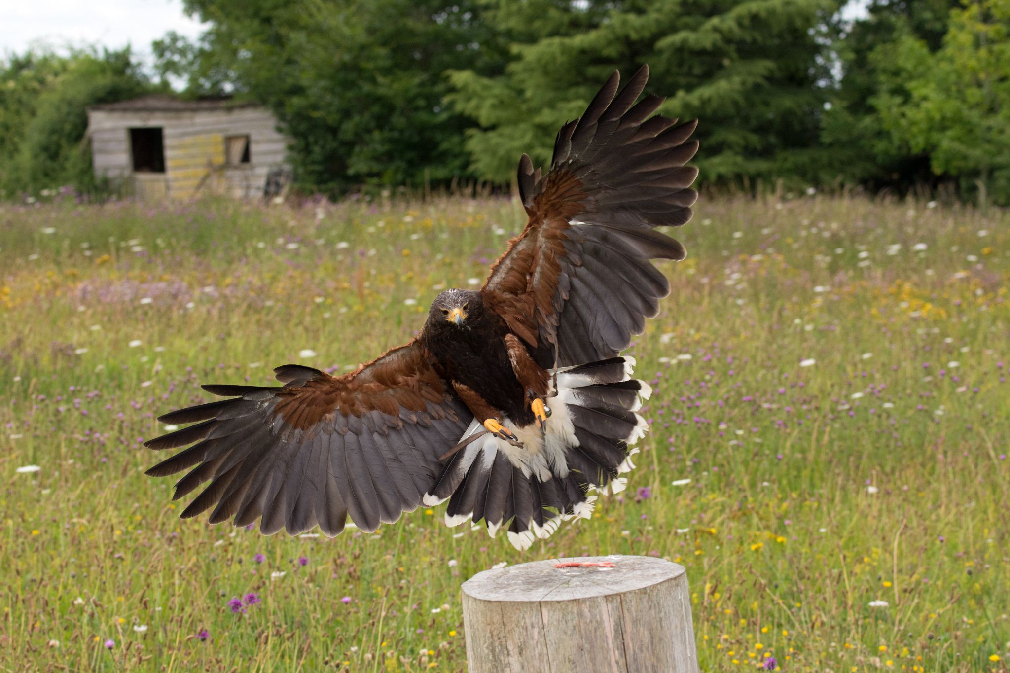 A Year in UK Conservation 2020 - Hawk Conservancy Trust - Hawk ...
