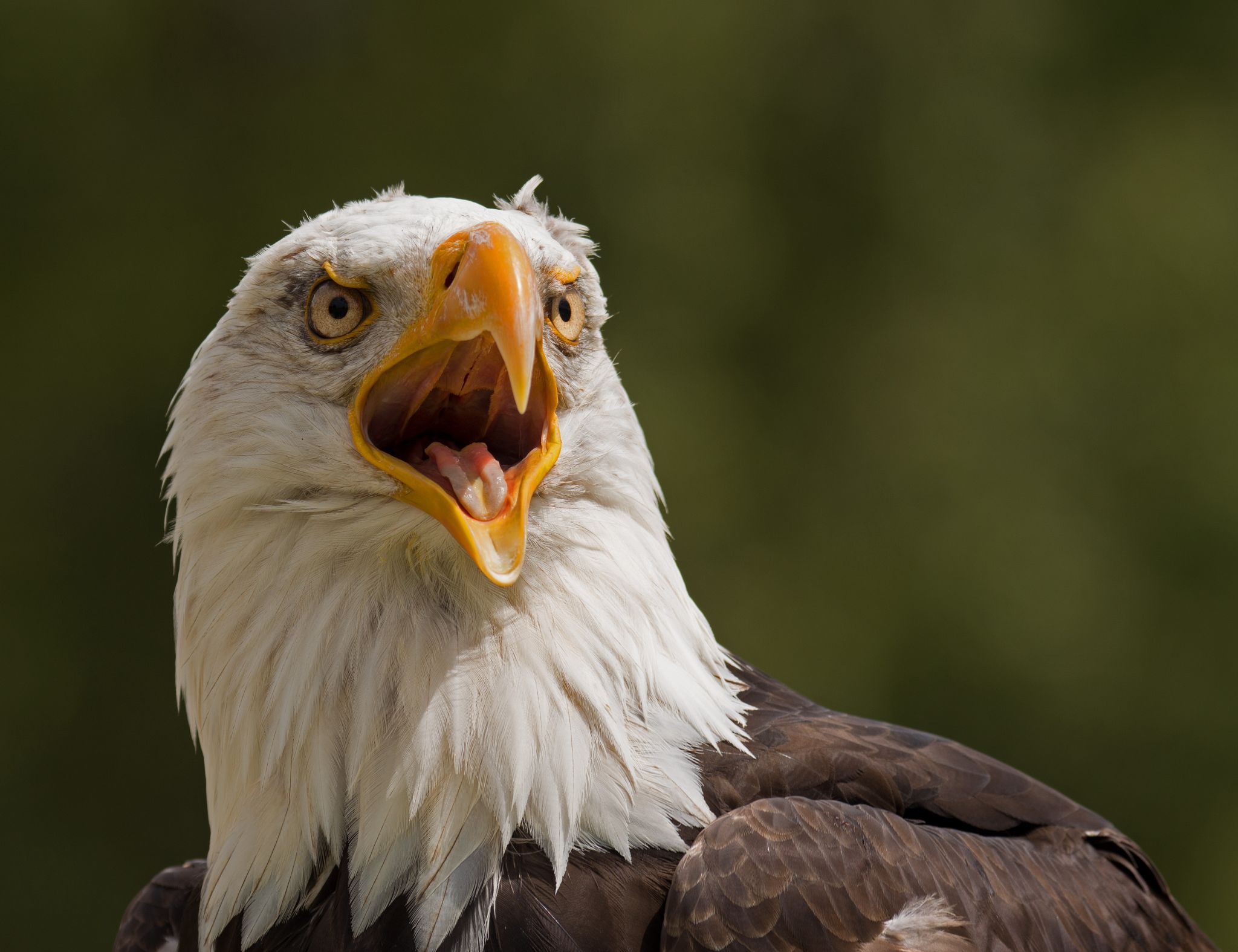 Bird of prey photo gallery - Hawk Conservancy Trust, Hampshire - Hawk ...