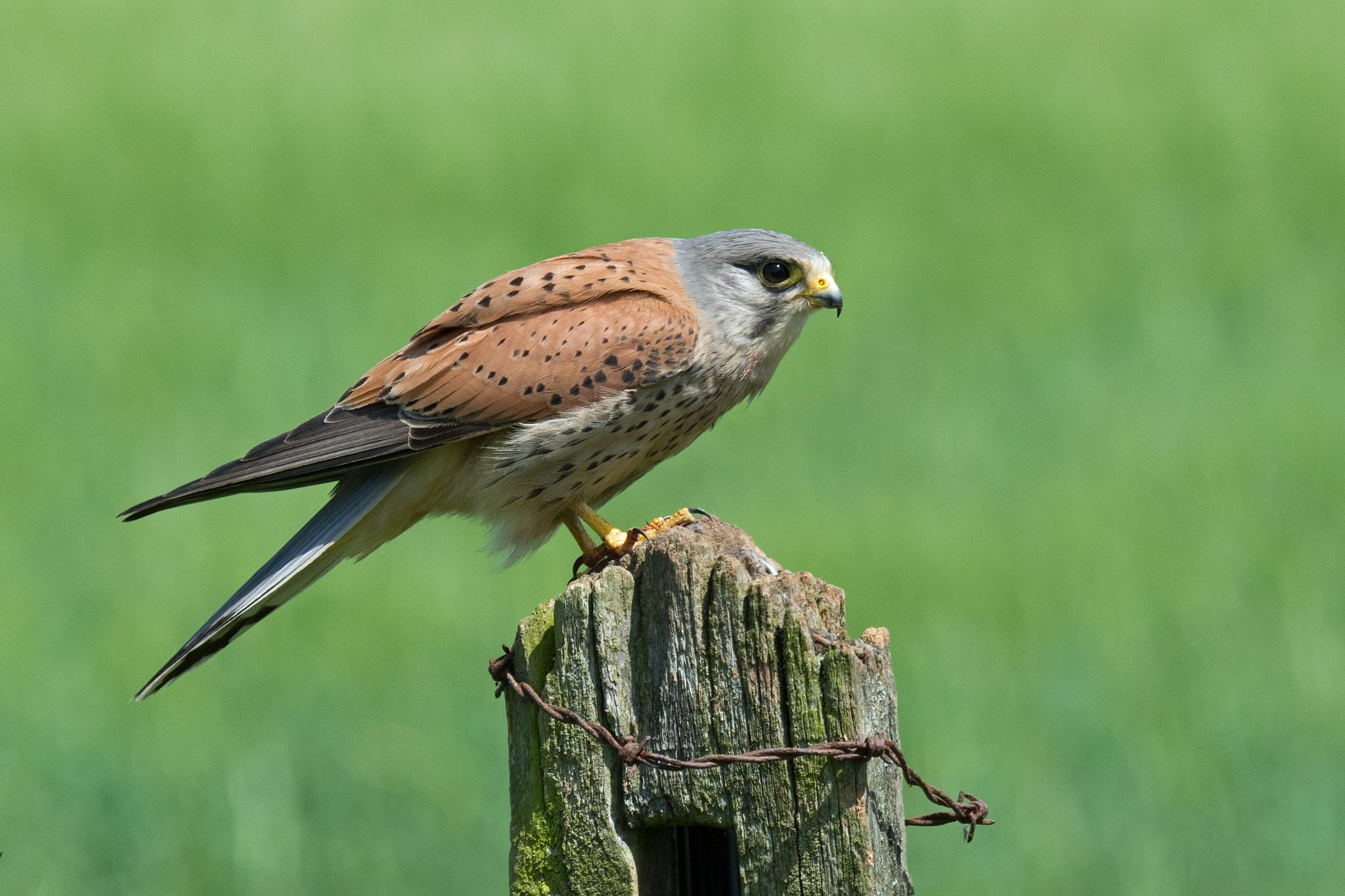 Bird of prey photo gallery - Hawk Conservancy Trust, Hampshire - Hawk ...
