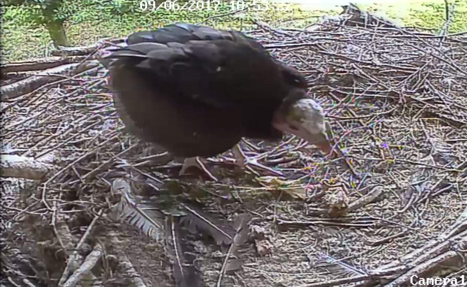 White-headed Vulture chick named - Hawk Conservancy Trust - Hawk ...