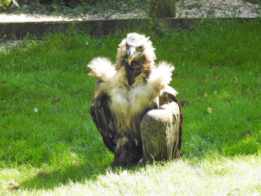 Photographic Competition Gallery - Hawk Conservancy Trust