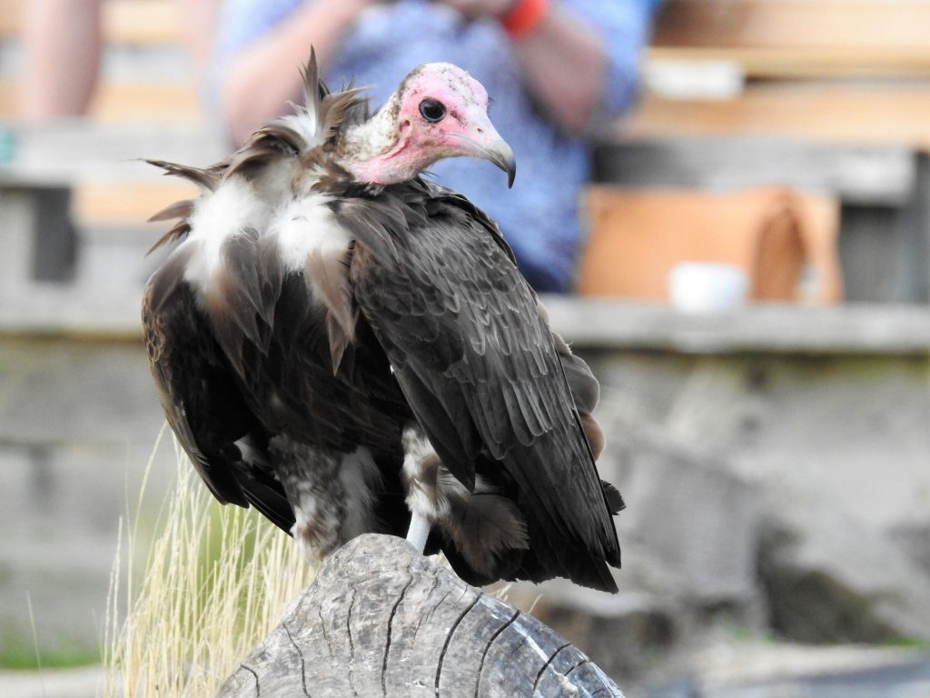 Photographic Competition Gallery - Hawk Conservancy Trust