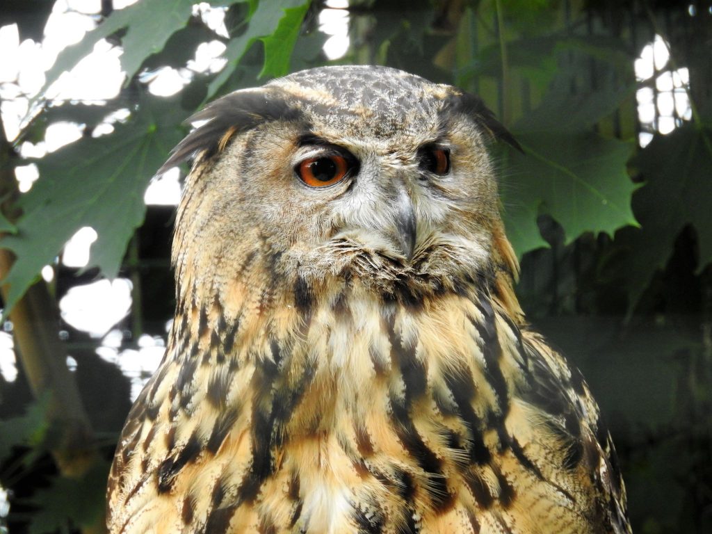 Photographic Competition Gallery - Hawk Conservancy Trust