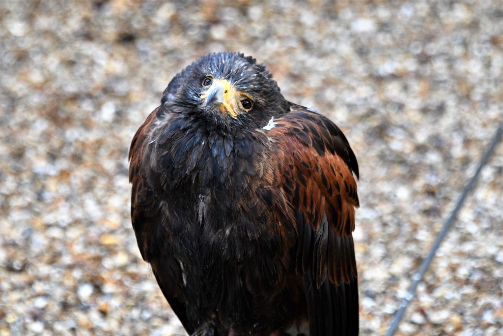 Photographic Competition Gallery - Hawk Conservancy Trust