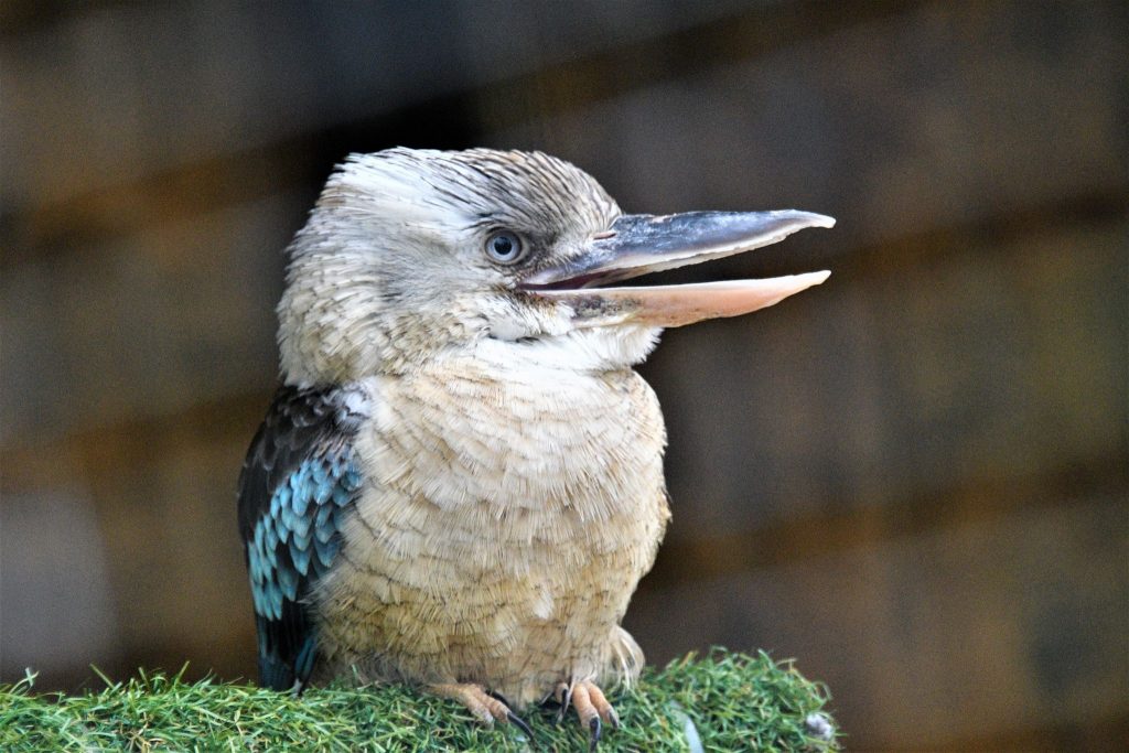 Photographic Competition Gallery - Hawk Conservancy Trust