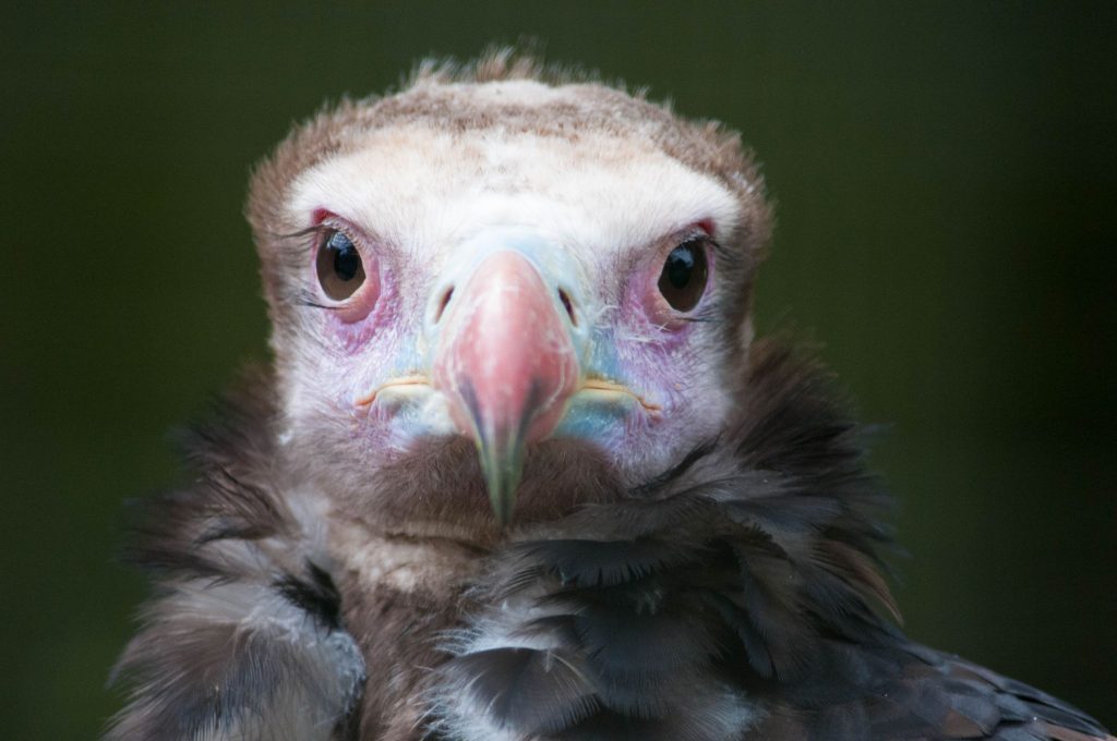 Photographic Competition Gallery - Hawk Conservancy Trust
