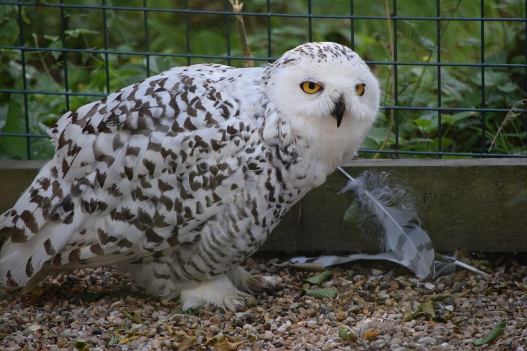 Photographic Competition Gallery - Hawk Conservancy Trust