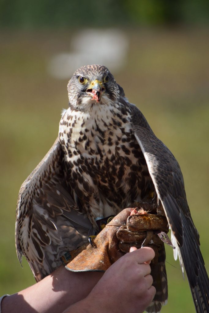 Photographic Competition Gallery - Hawk Conservancy Trust