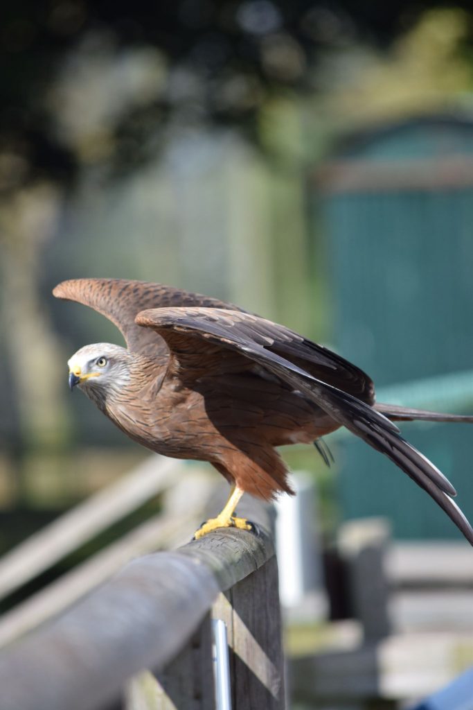 Photographic Competition Gallery - Hawk Conservancy Trust