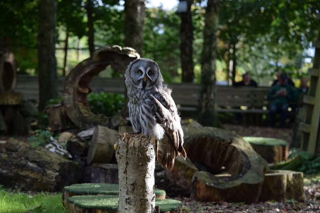 Photographic Competition Gallery - Hawk Conservancy Trust