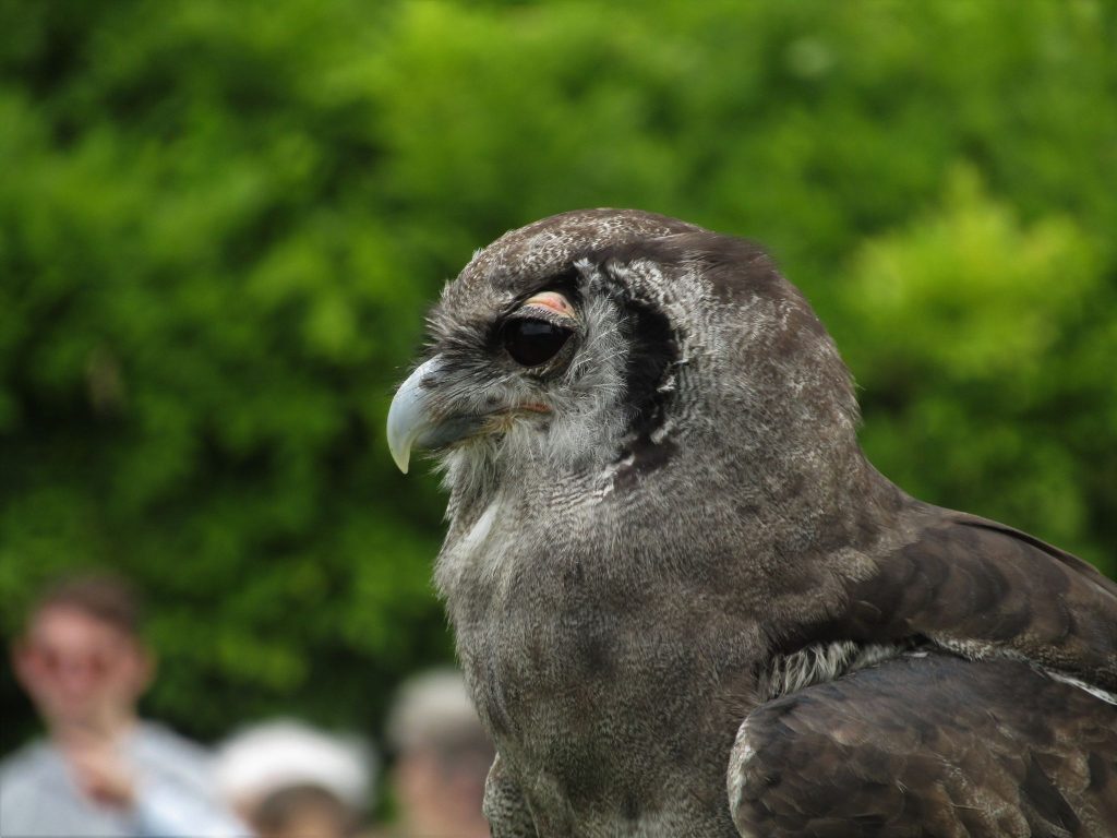 Photographic Competition Gallery - Hawk Conservancy Trust