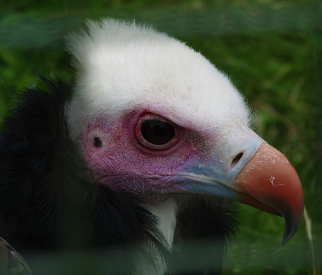 Photographic Competition Gallery - Hawk Conservancy Trust