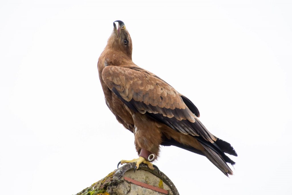 Photographic Competition Gallery - Hawk Conservancy Trust