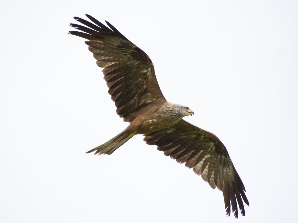 Photographic Competition Gallery - Hawk Conservancy Trust