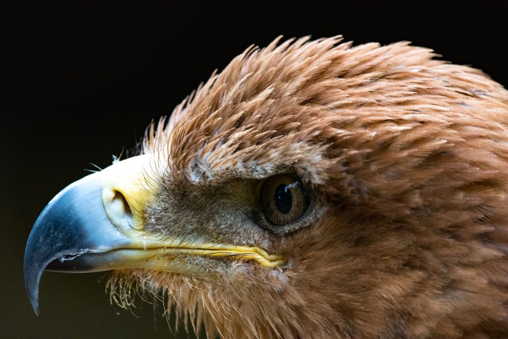 Photographic Competition Gallery - Hawk Conservancy Trust