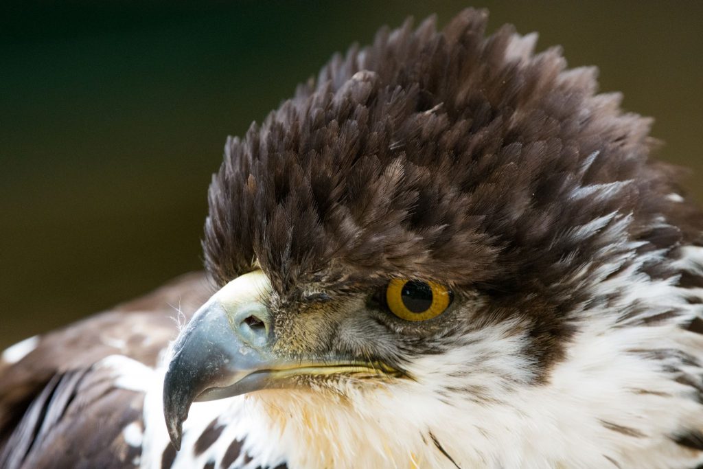 Photographic Competition Gallery - Hawk Conservancy Trust