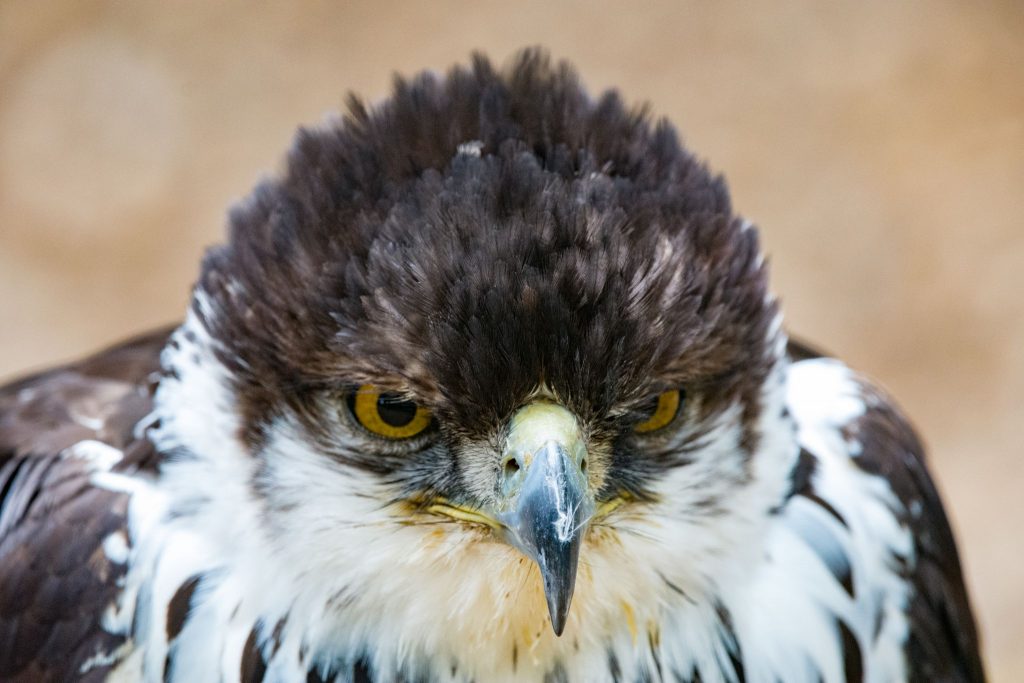 Photographic Competition Gallery - Hawk Conservancy Trust