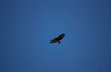 - Hawk Conservancy Trust