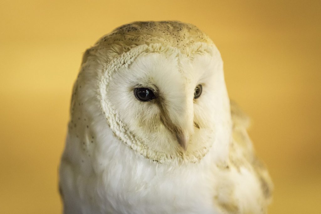 Photographic Competition Gallery - Hawk Conservancy Trust