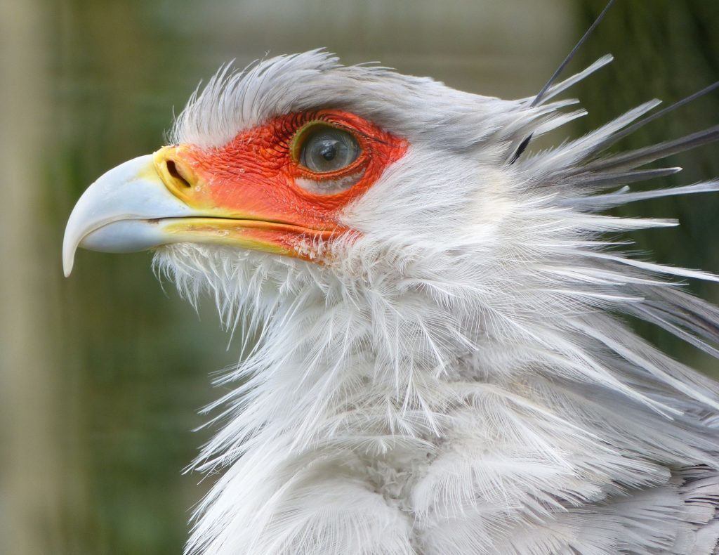 Photographic Competition Gallery - Hawk Conservancy Trust