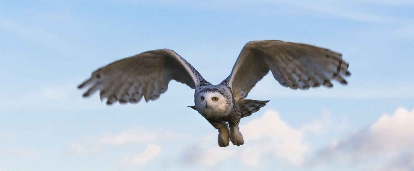 - Hawk Conservancy Trust