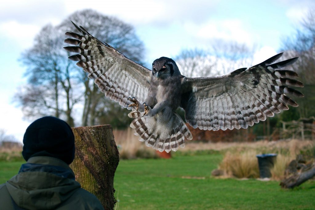 Photographic Competition Gallery - Hawk Conservancy Trust