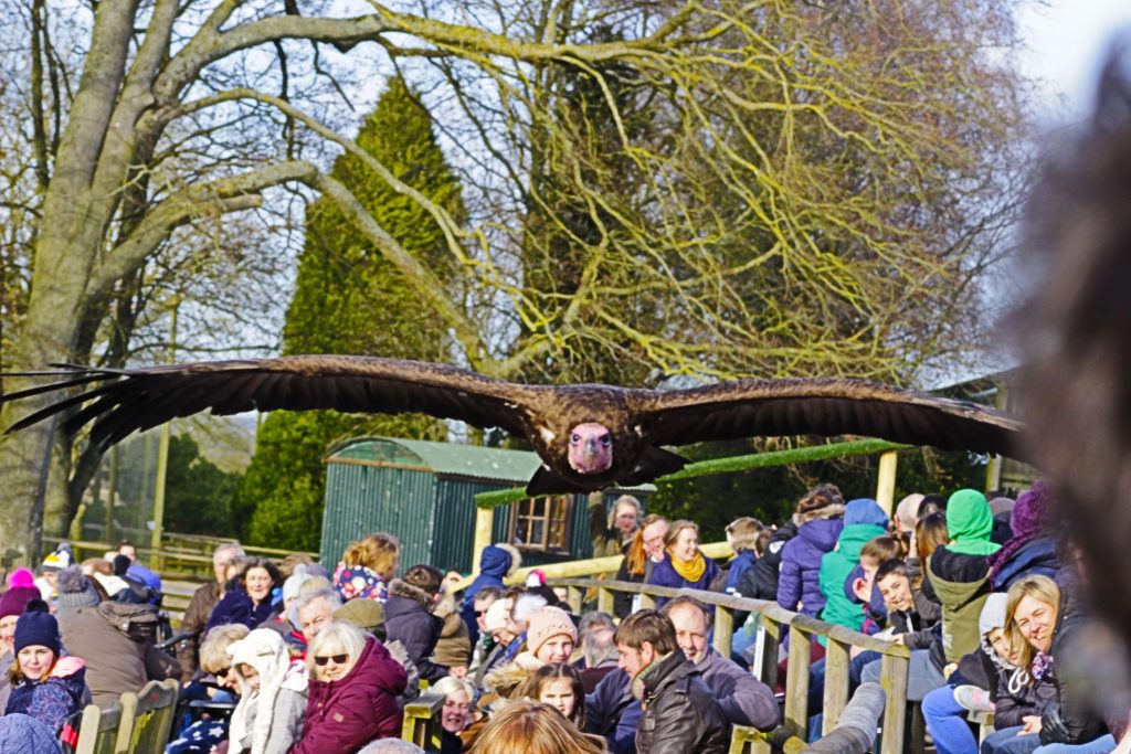 Photographic Competition Gallery - Hawk Conservancy Trust