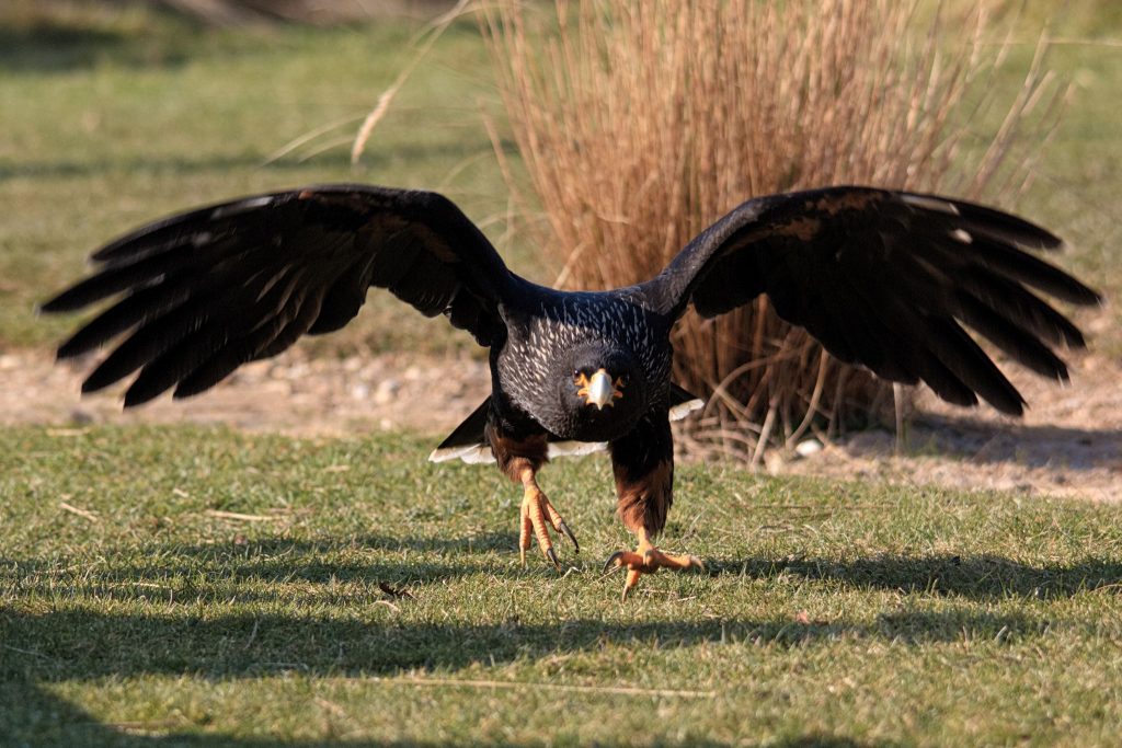 Photographic Competition Gallery - Hawk Conservancy Trust