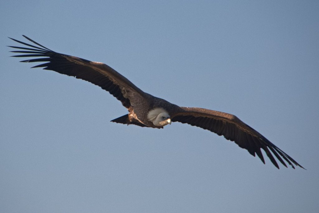 Photographic Competition Gallery - Hawk Conservancy Trust