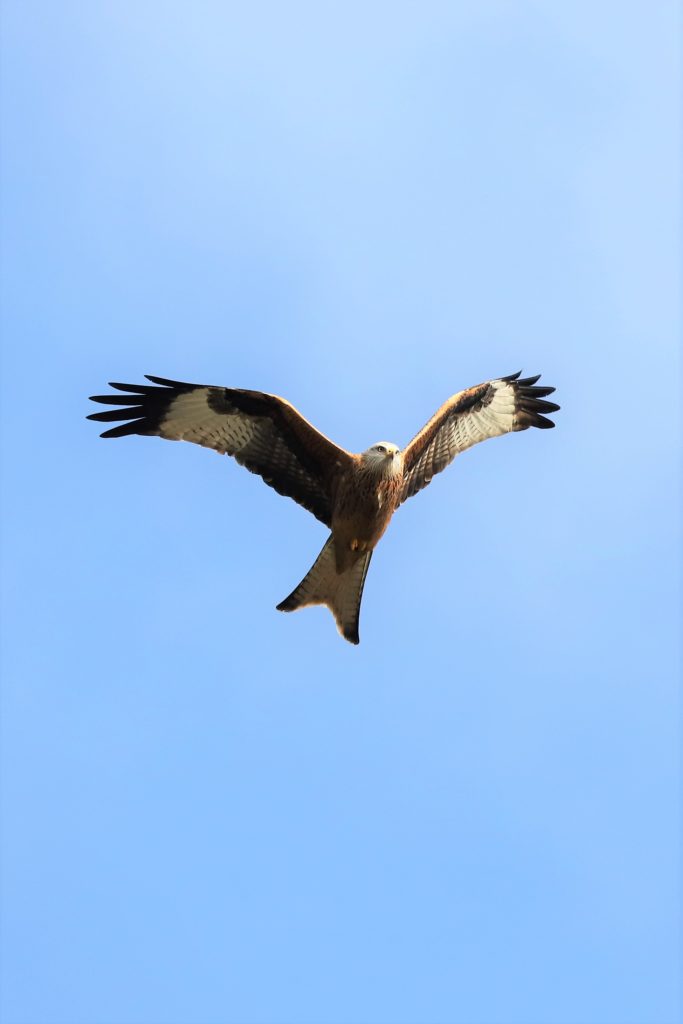 Photographic Competition Gallery - Hawk Conservancy Trust - Hawk ...