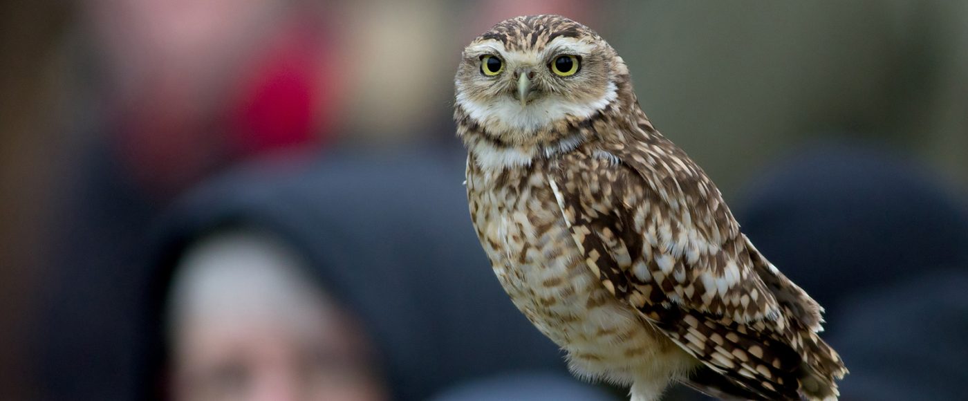 Wildlife day out in Hampshire, birds of prey conservation at the Hawk ...