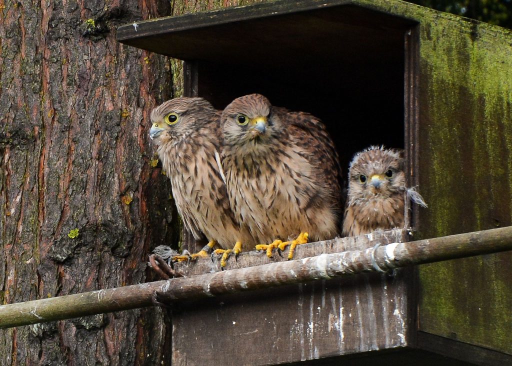 Nifty Nest Boxes! - Hawk Conservancy Trust - Hawk Conservancy Trust