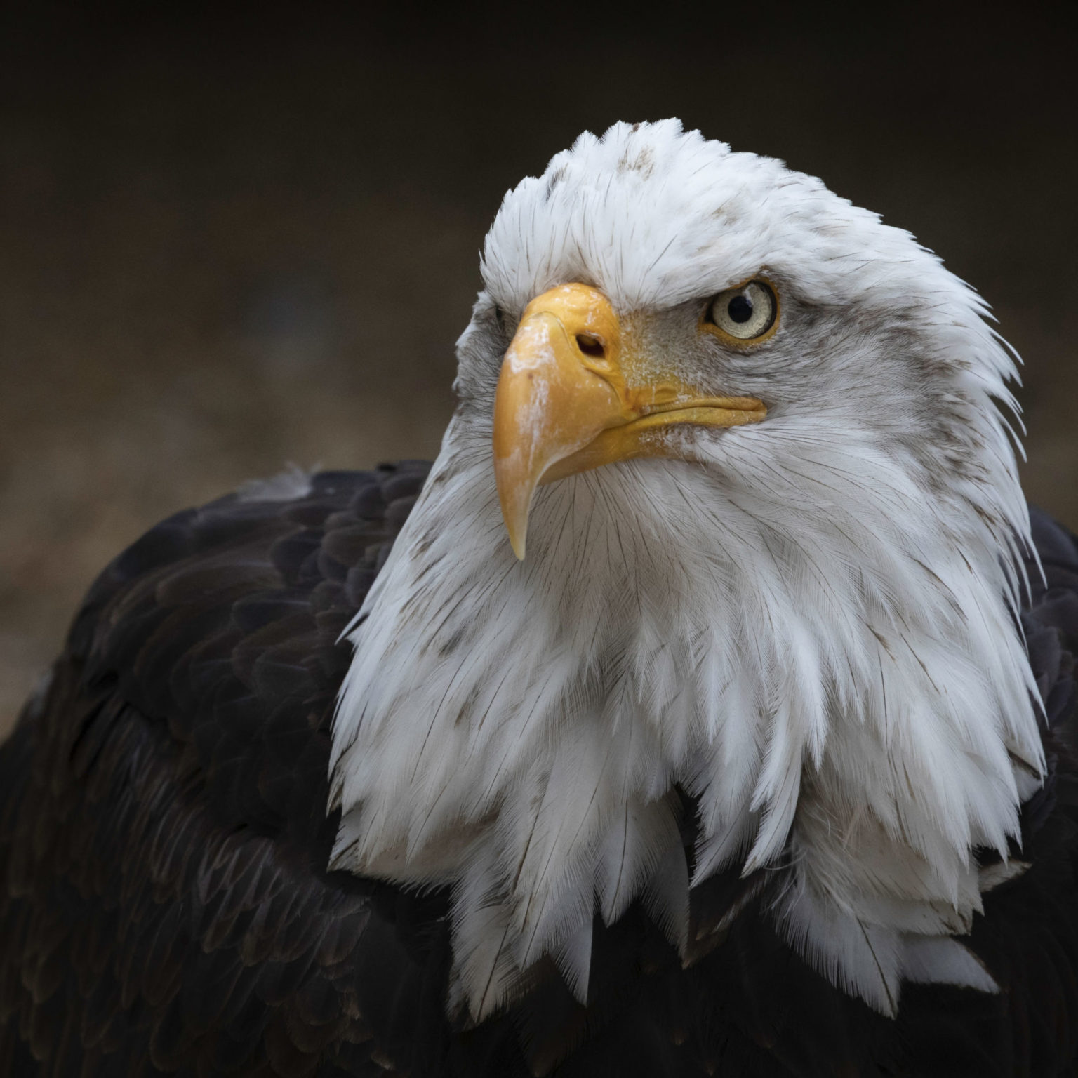 Teaching an old bird new tricks - Hawk Conservancy Trust - Hawk ...